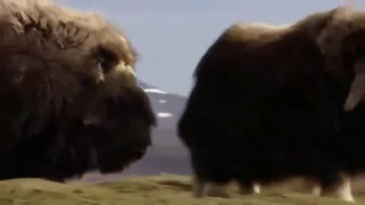 Bison Fight To Death HD - Animals Fight - YouTube