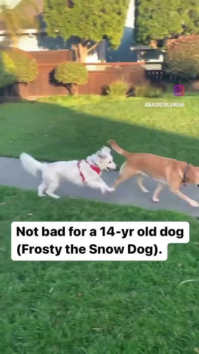 Run Frosty Run! - YouTube