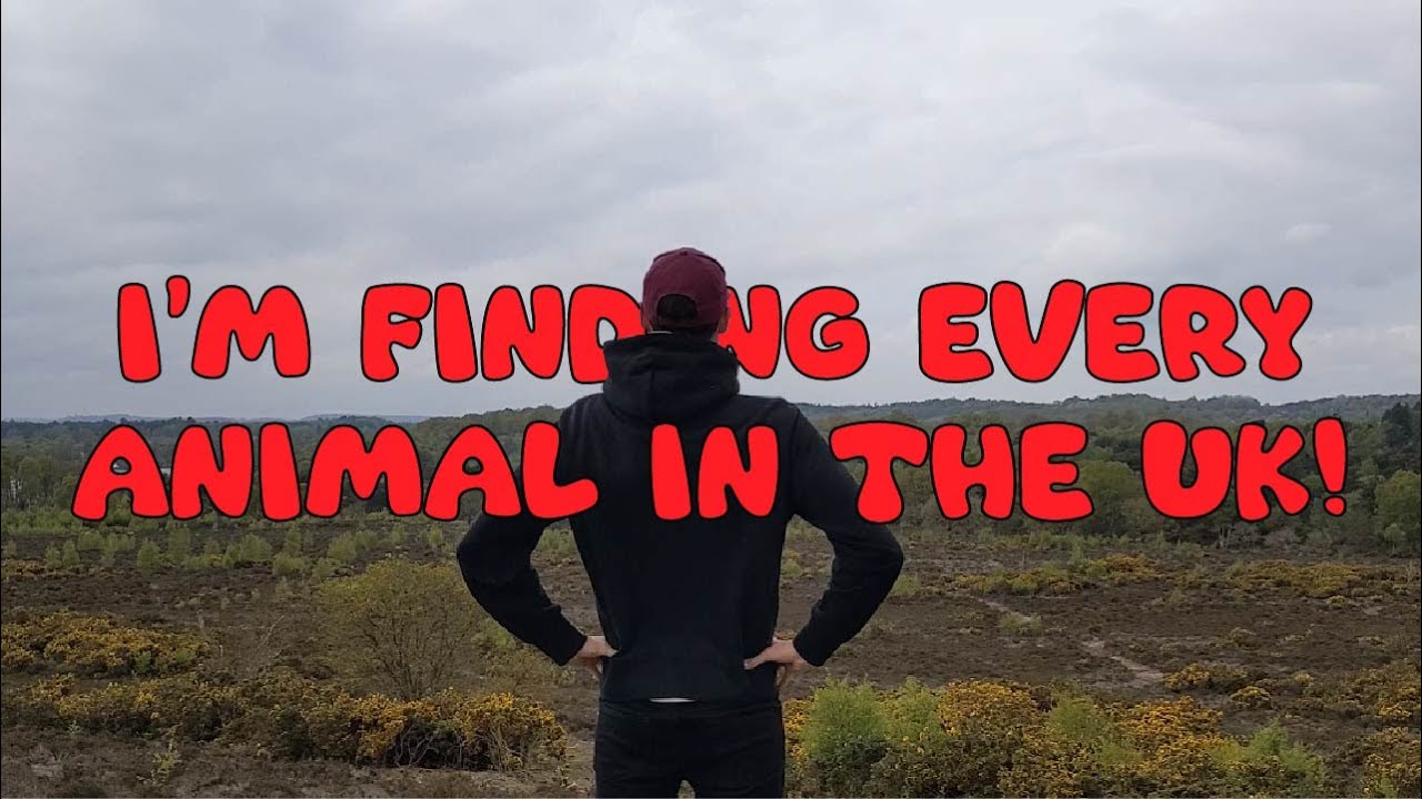 I'm finding every animal in the UK! Episode 1 - ??? - YouTube