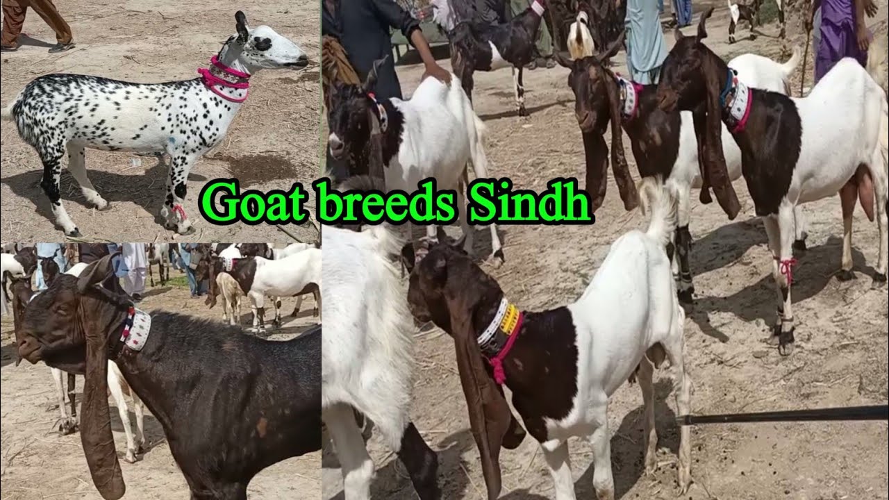 Best Quality animals - YouTube