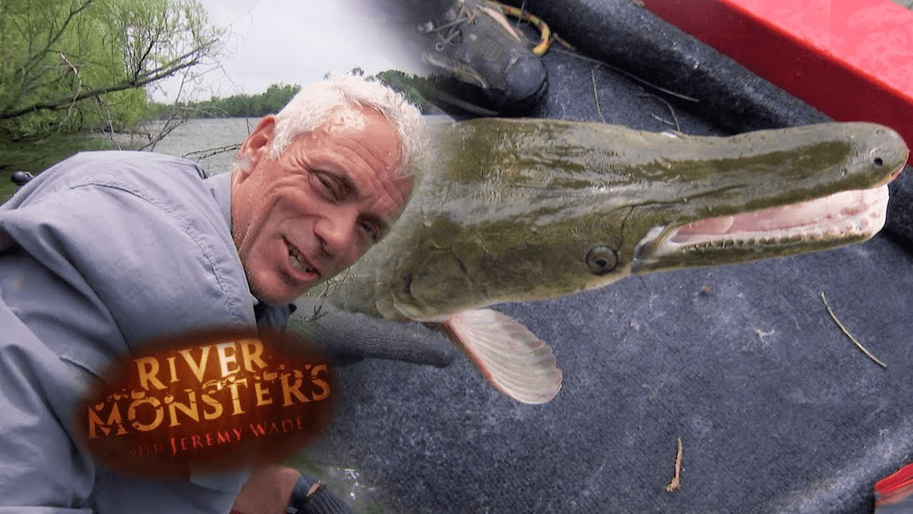 Catching An Evasive Alligator Gar | CROCODILIA | River Monsters - YouTube