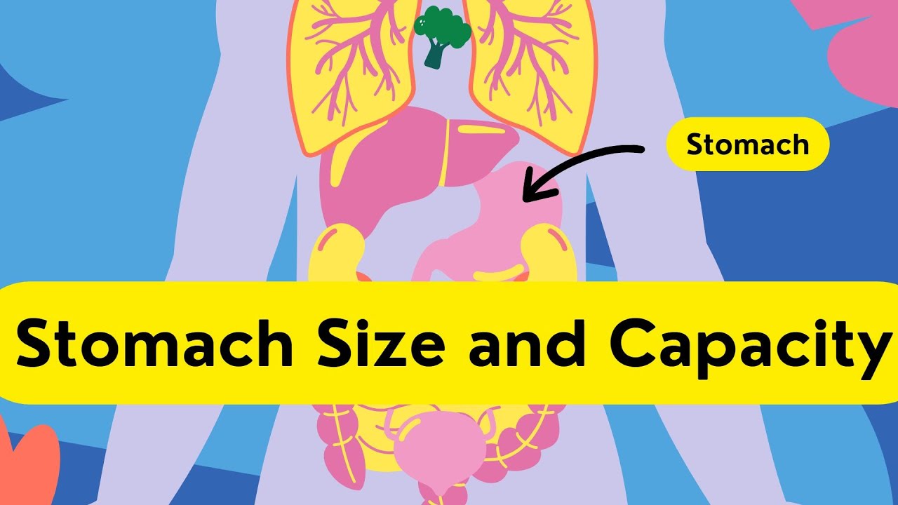 Stomach Size and Capacity | Anatomy | BD Chaurasia - YouTube