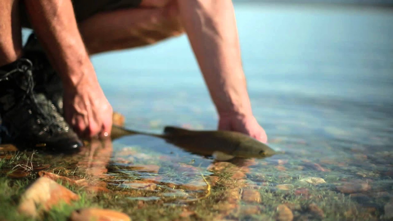 Spanish Barbel on the dry fly - YouTube