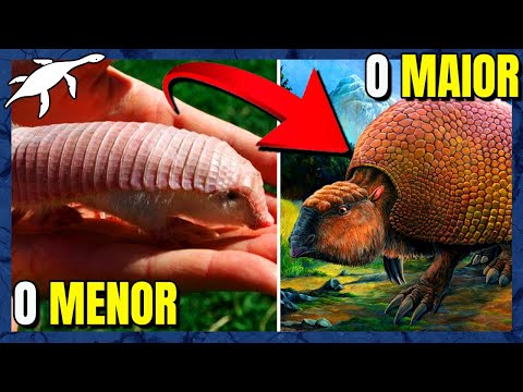 A EVOLUÇÃO INSANA dos TATUS!