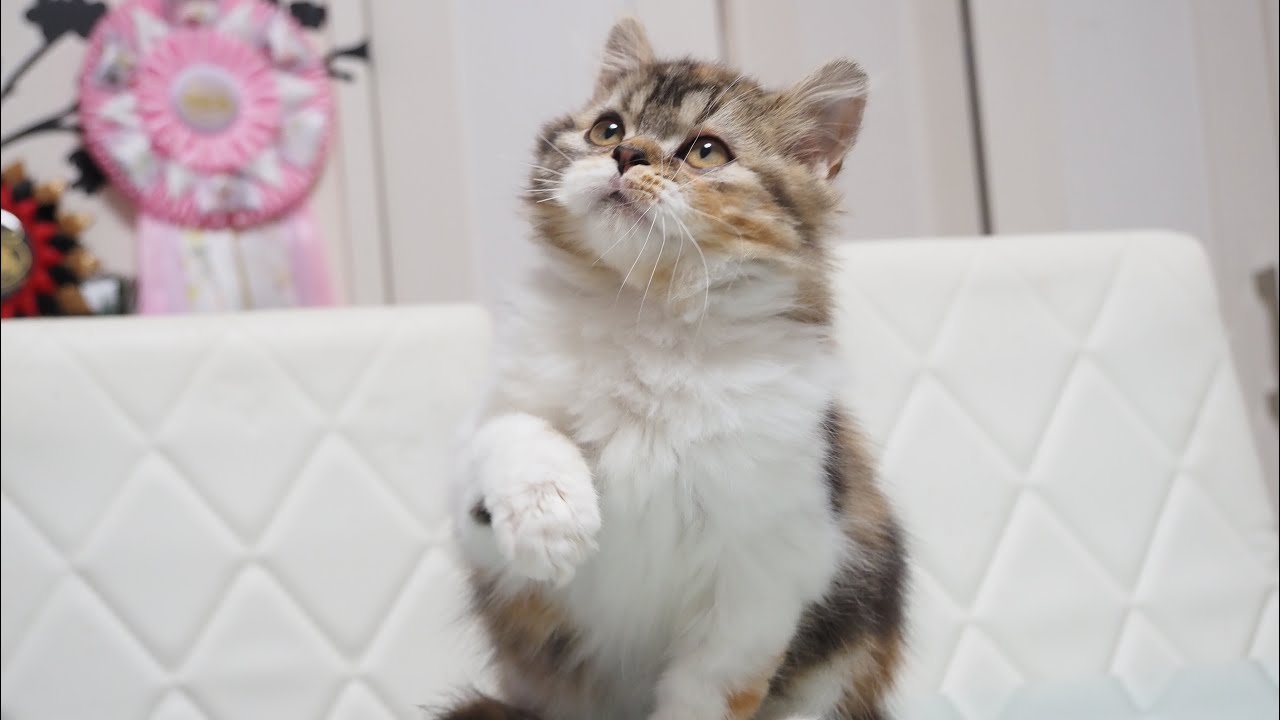 Scottish Straight Longhair Female with Black Mackerel Torbie & White ...