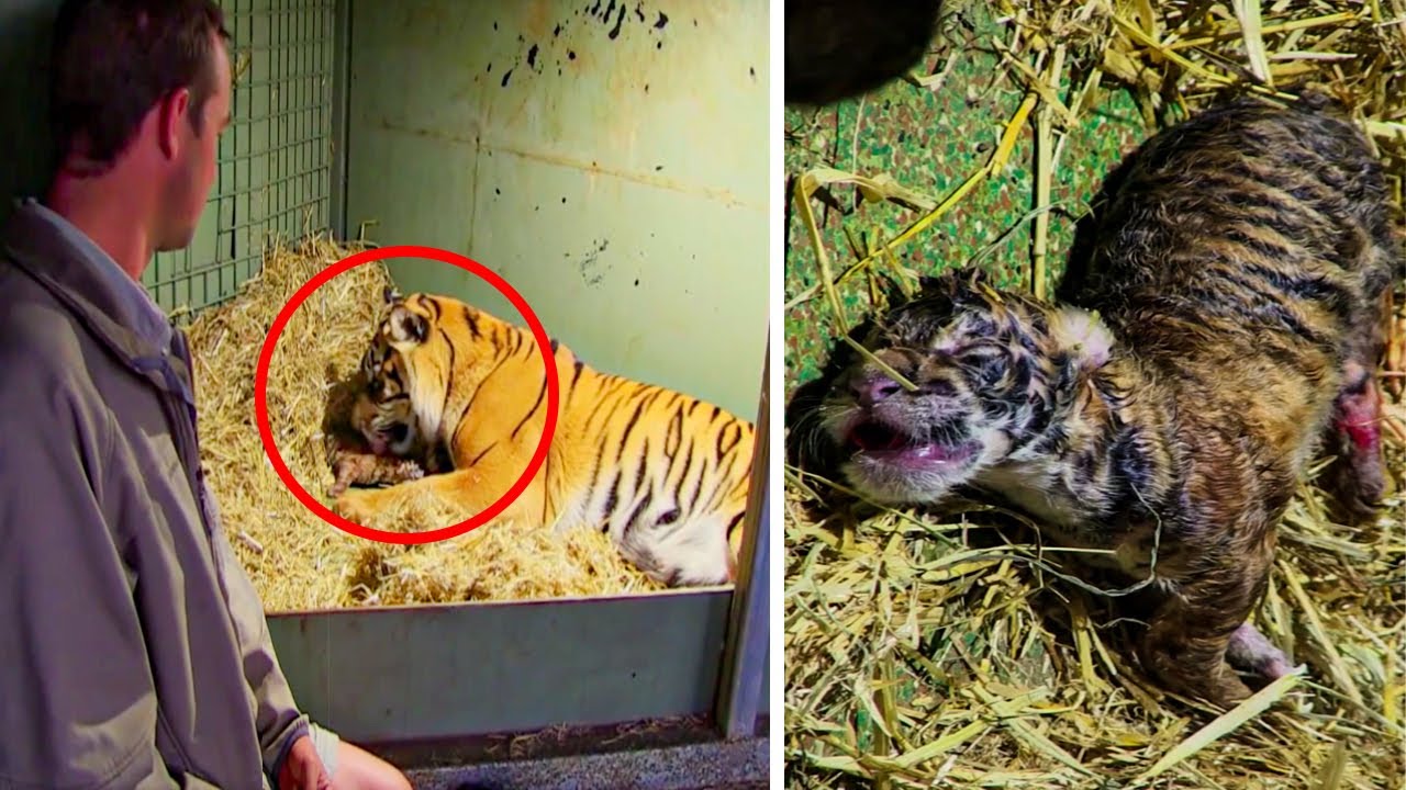 Keepers Worried As This Tiger’s Newborn Struggled To Breathe What ...