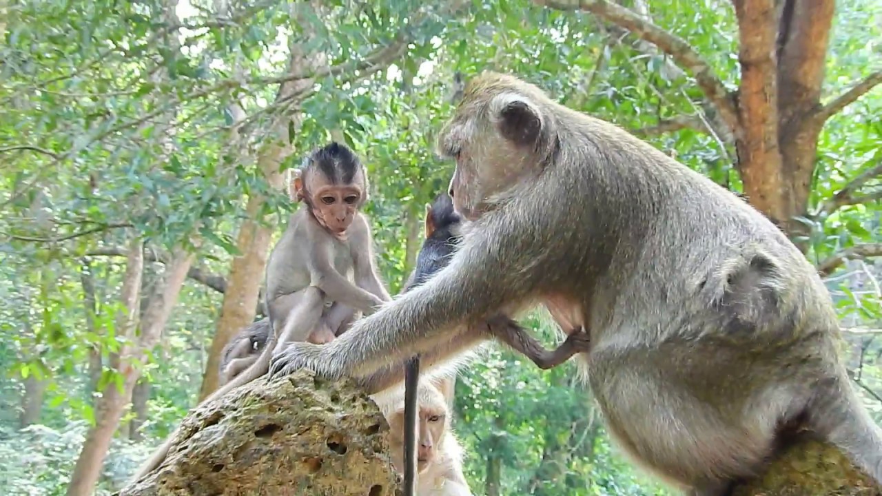 The baby monkeys in group Amari now very active. - YouTube