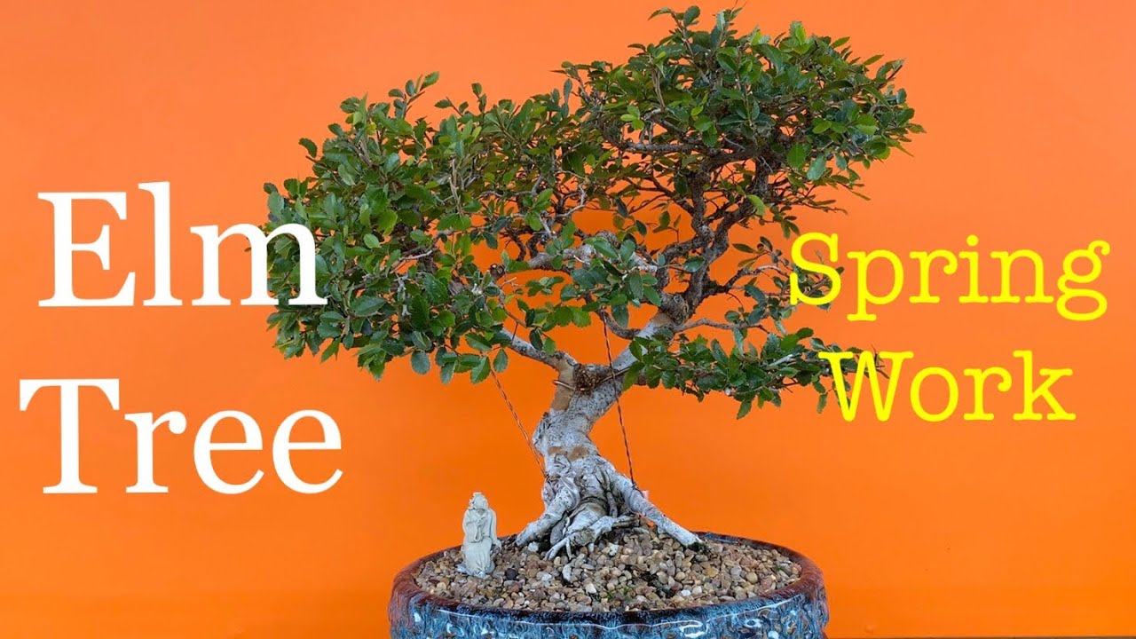 Bonsai - Elm Trees / Lacebark Elm / Corkbark Elm / Spring Work - April ...