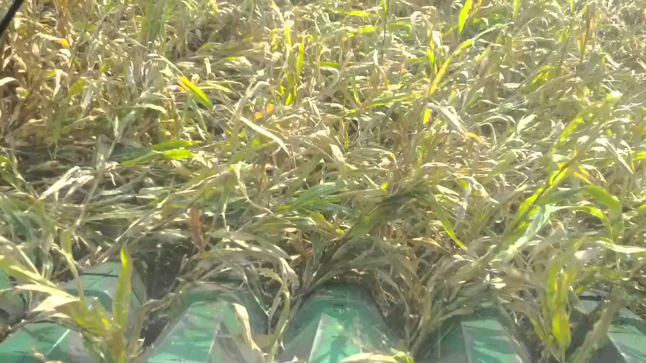 Harvesting down corn - YouTube