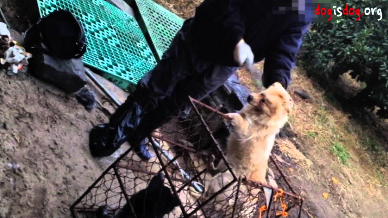 The Most Comprehensive Look into South Korea's Dog Meat Industry - Part ...