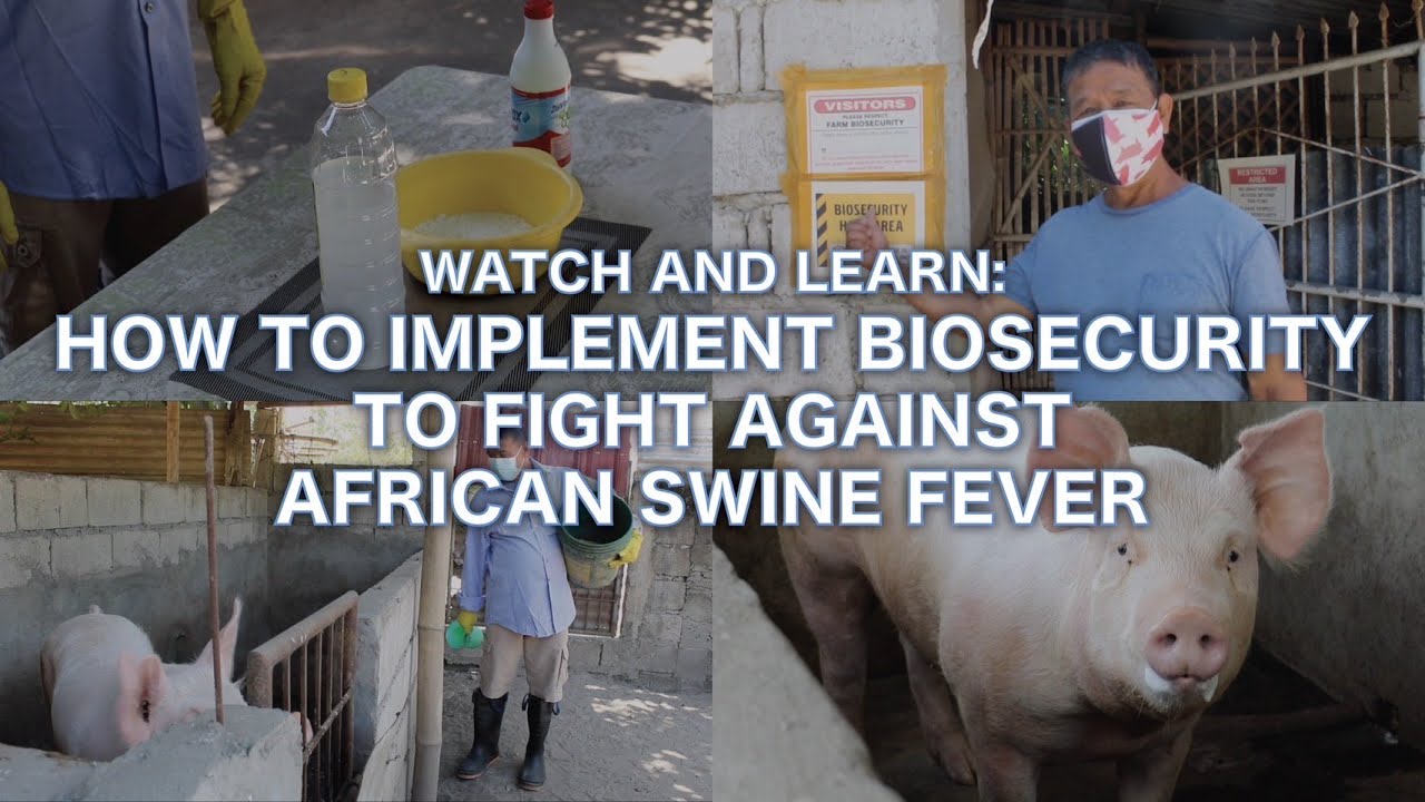 Practice biosecurity to save your pigs; including clean and ...