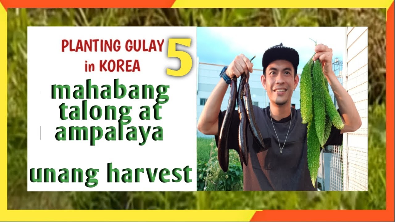 MAHABANG TALONG at AMPALAYA | UNANG HARVEST | #5 - YouTube