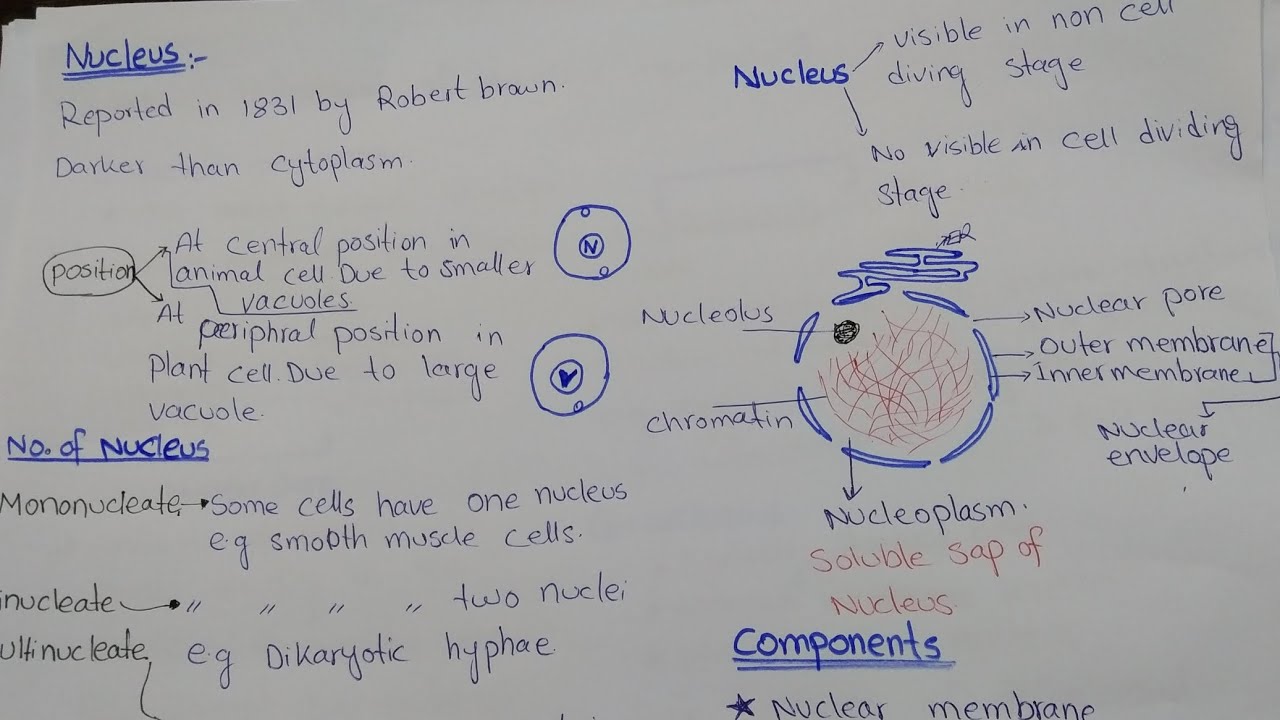 Nucleus| Nuclear membrane|Nucleolus| Chromosomes| class 11 biology.ch ...