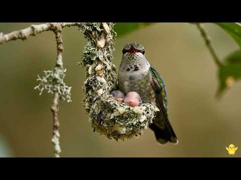 Hummingbird Life in Forest