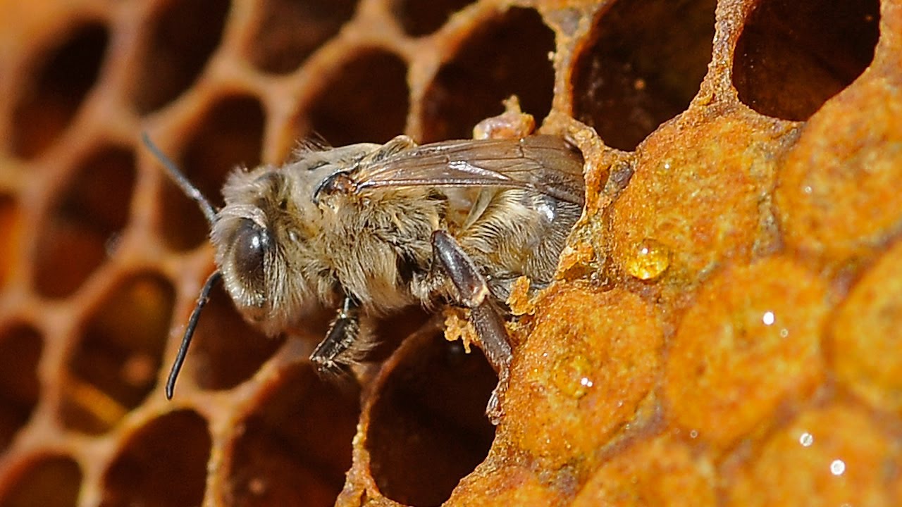 Ciclo de Vida de la Abeja Reina - YouTube