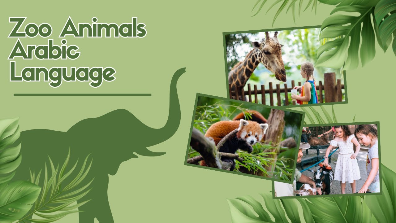 Zoo Animals in Arabic Fun Vocabulary Lesson for Kids & Beginners - YouTube