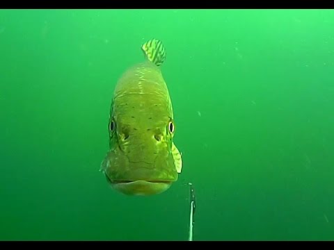 Pike follows underwater camera and lure - YouTube