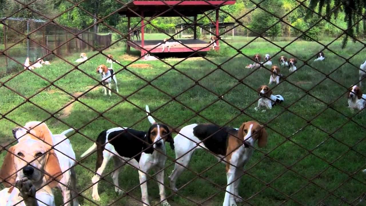 Foxhounds After the Chase - YouTube
