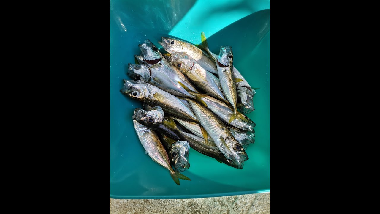 Tekirdağ Nato Limanı Spin Fujin Baby Worm slikon ile İstavrit avı 10 ...