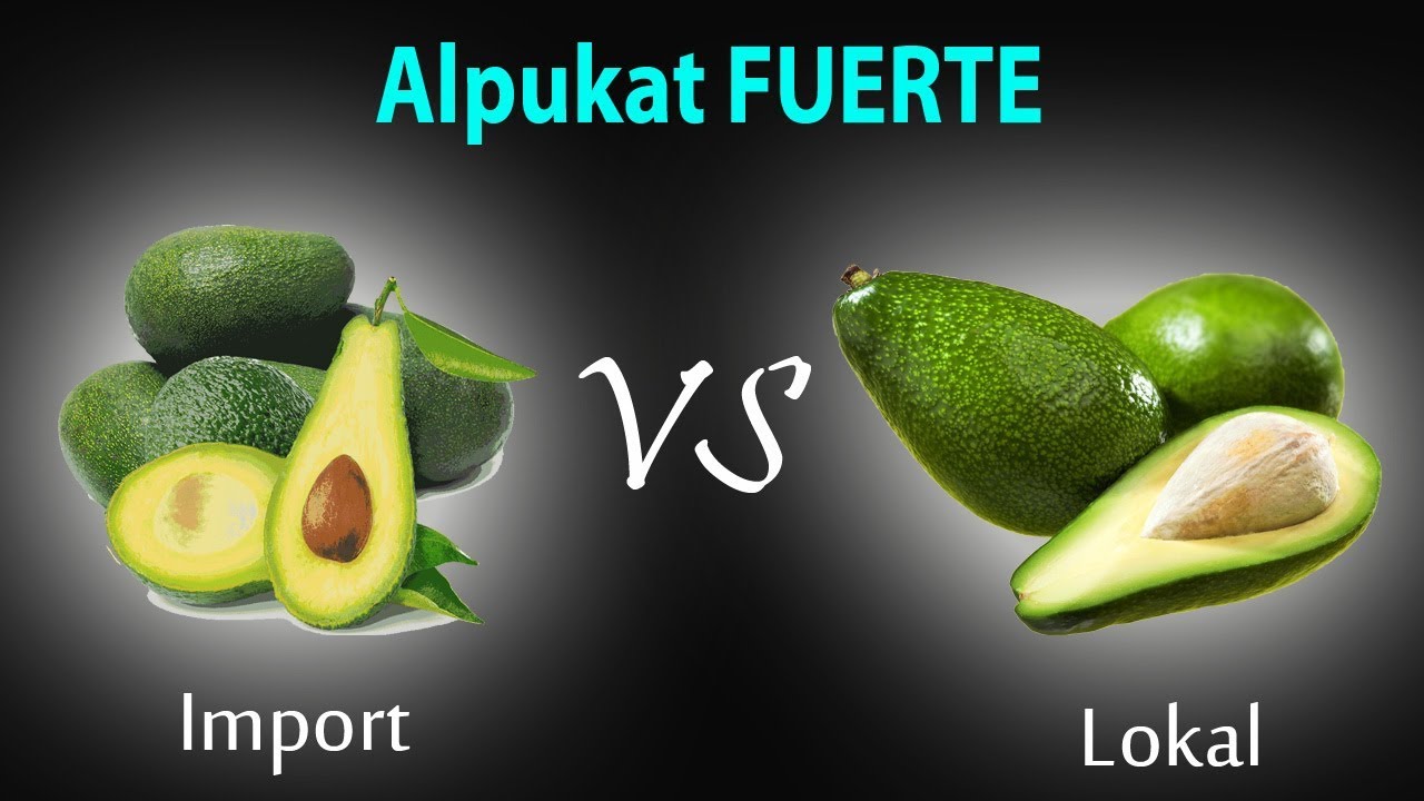 Alpukat Unggul Jenis Fuerte Avocado | Jenis Apokat Import Yang Cocok ...