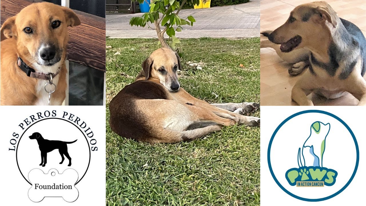 Fiona Braulio Bono Rocky Cooper and Chi babies - YouTube