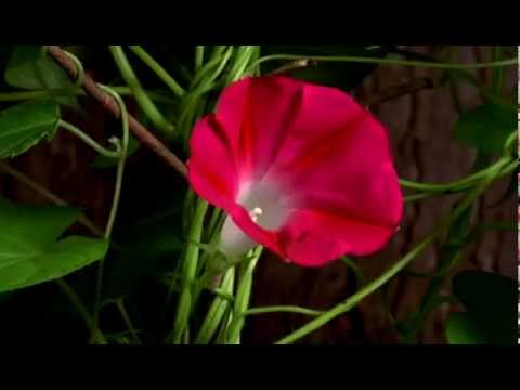 The beauty of God's creation Flowers - YouTube