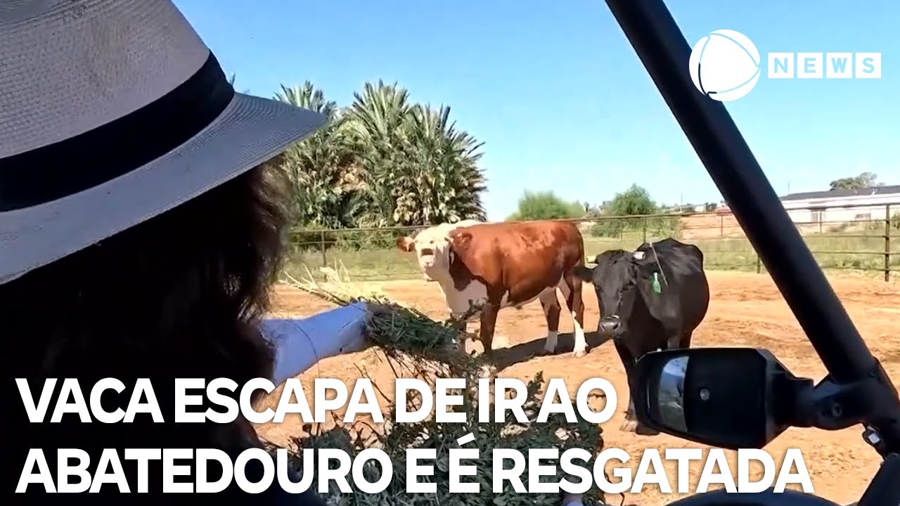 Vaca é resgatada de ir para abatedouro e é resgatada no Arizona - YouTube