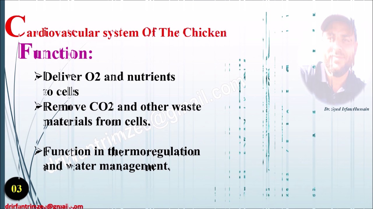 Cardiovascular system Of The Chicken - YouTube