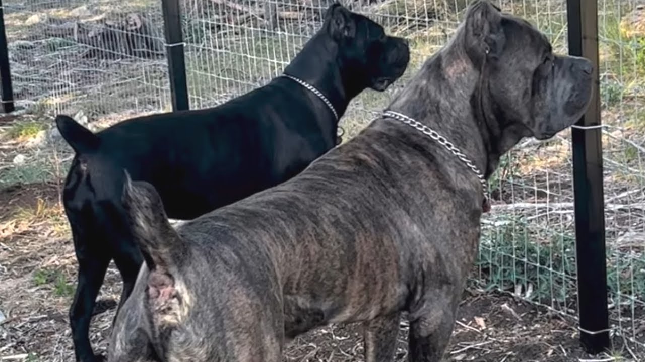 CANE CORSO Ultimate BODY GUARD: Best Guard Dog Breed - YouTube