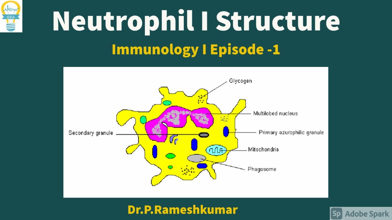 Neutrophils I Structure I Episode 1 - YouTube