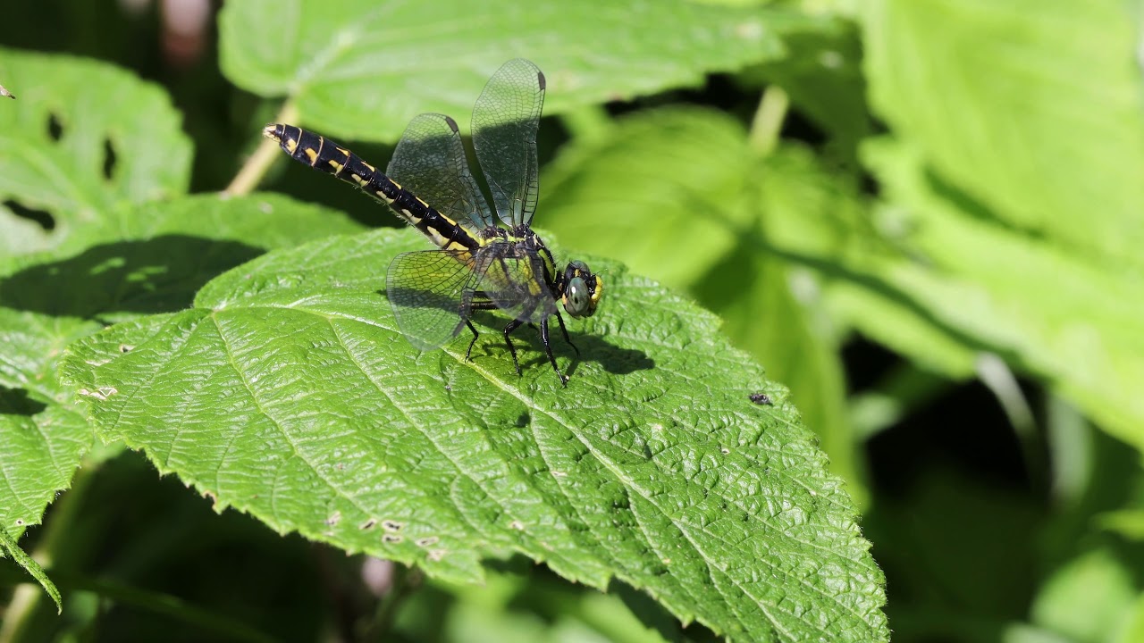 Pygmy Snaketail Dragonfly - Ophiogomphus howei - YouTube