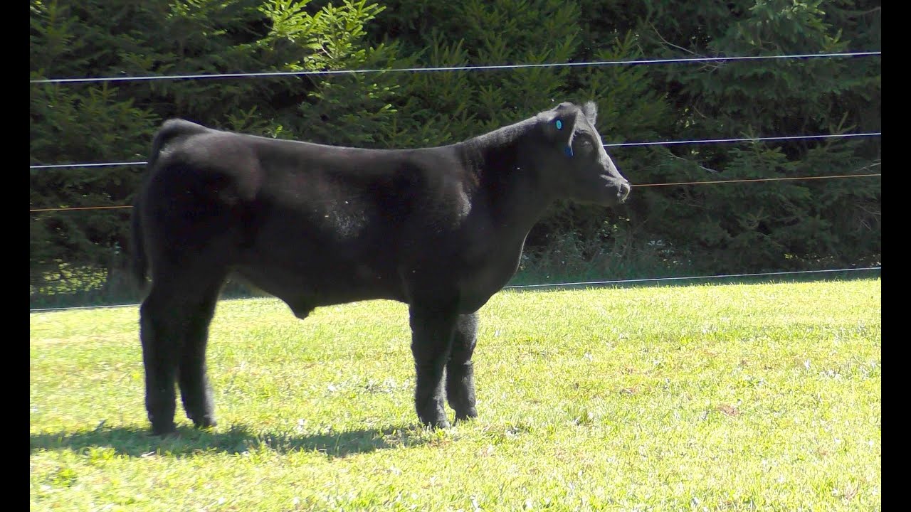 Mid State Hold My Beer (Steer) - YouTube