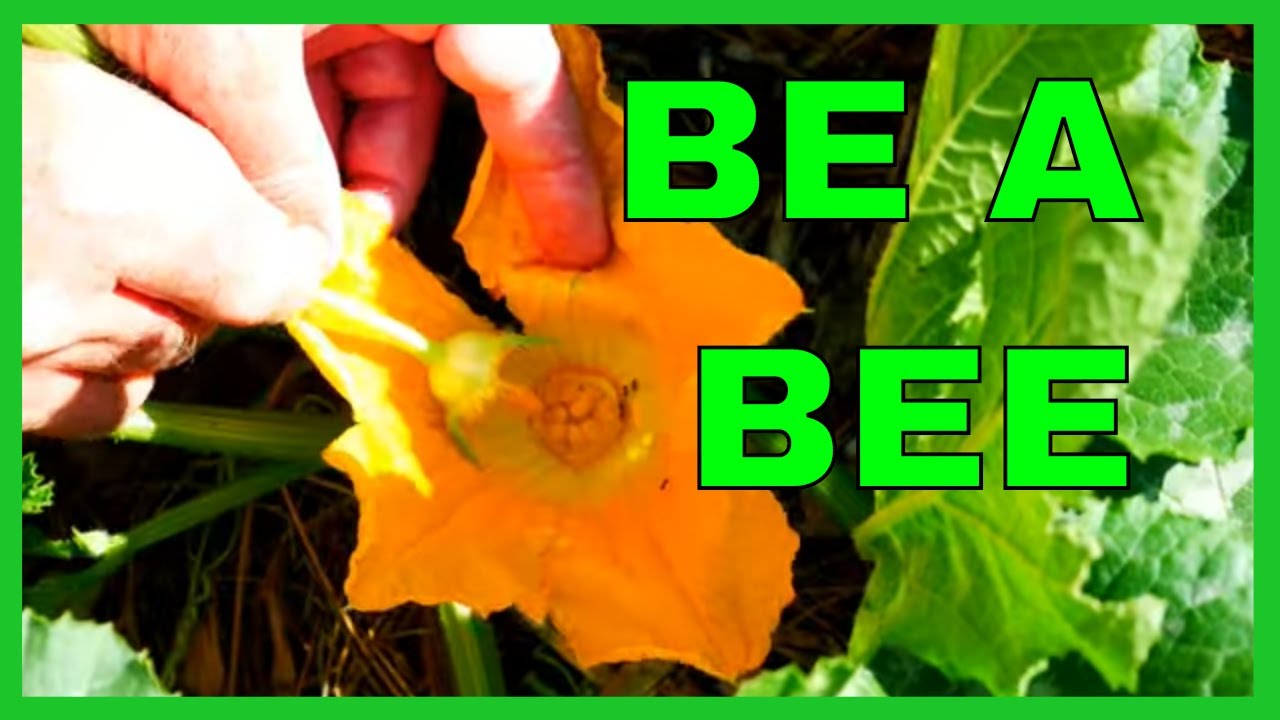 How to Hand Pollinate Squash - YouTube
