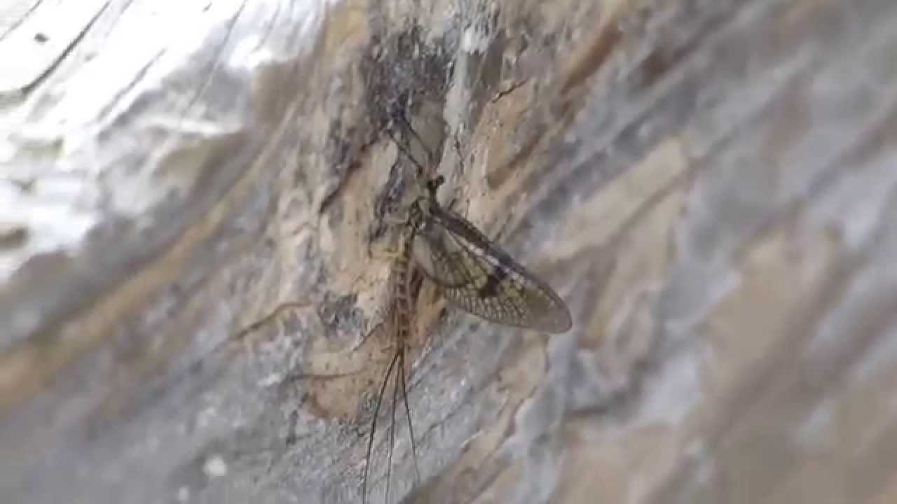 Mayfly (Ephemera strigata) モンカゲロウ♀が柱を登る - YouTube