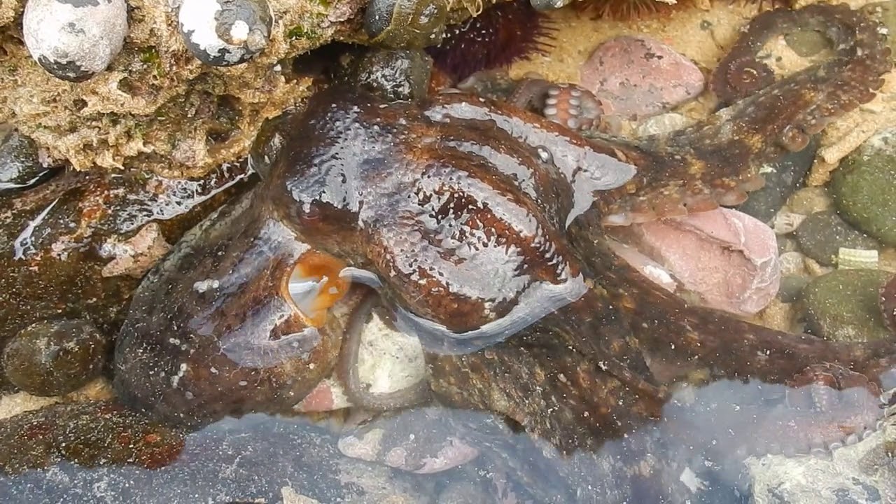 Tidal Pool Octopus - YouTube