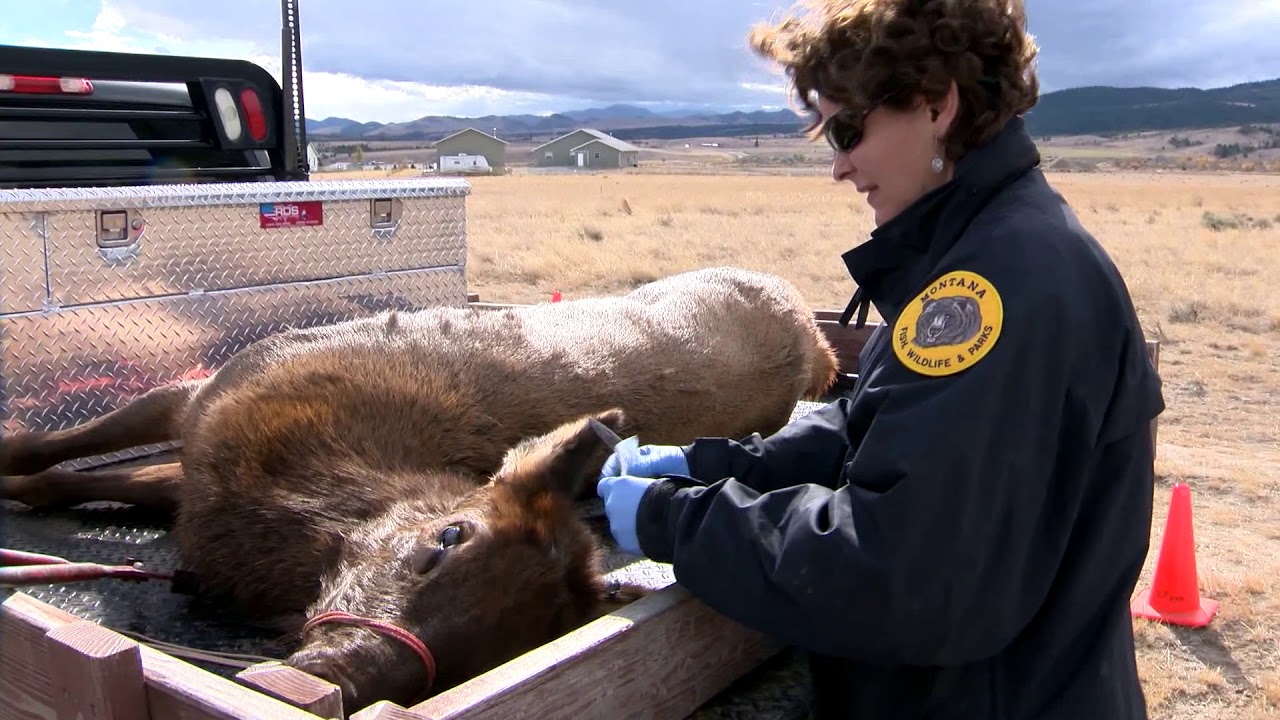 CWD in Montana - YouTube