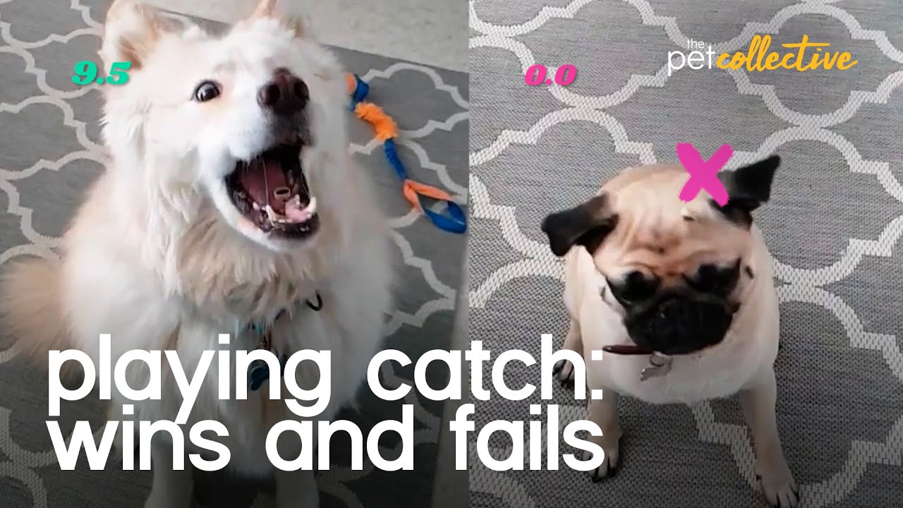 Pets Catching Fails and Wins! - YouTube