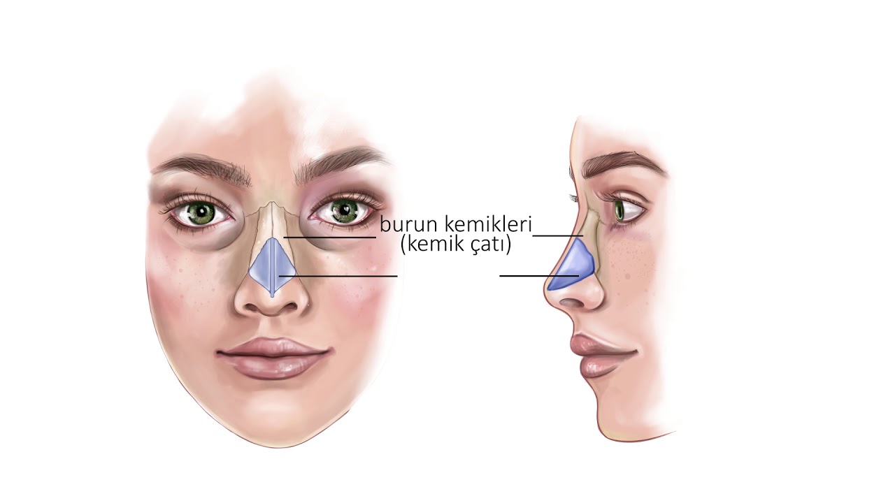 1 Burun anatomisi - YouTube