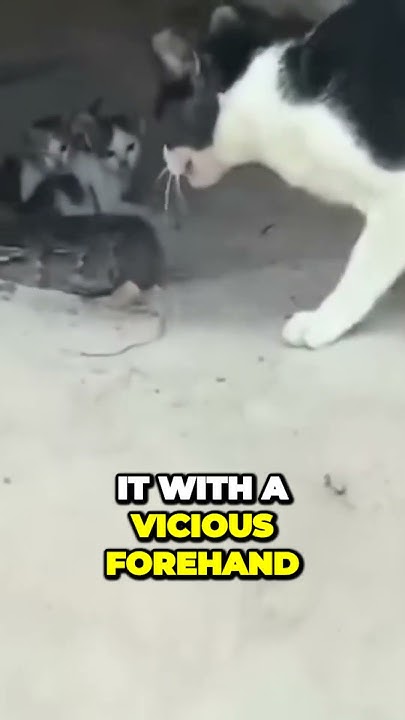 Heroic Mother Cat Defeats Python to Protect Her Kittens - YouTube