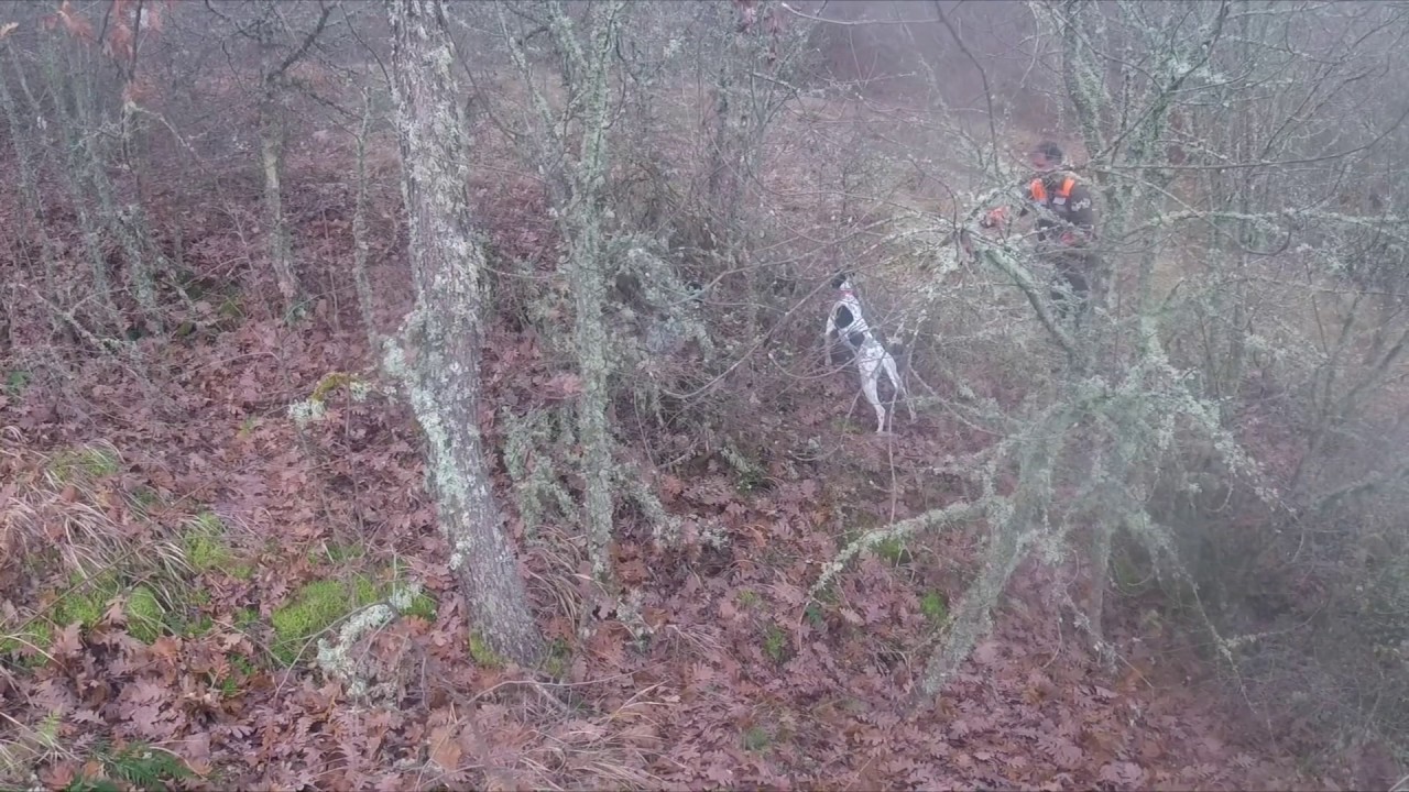 Κυνηγι Μπεκατσας Με Ποιντερ και Σεττερ \ WOODCOCK-BECCACCIA HUNTING ...