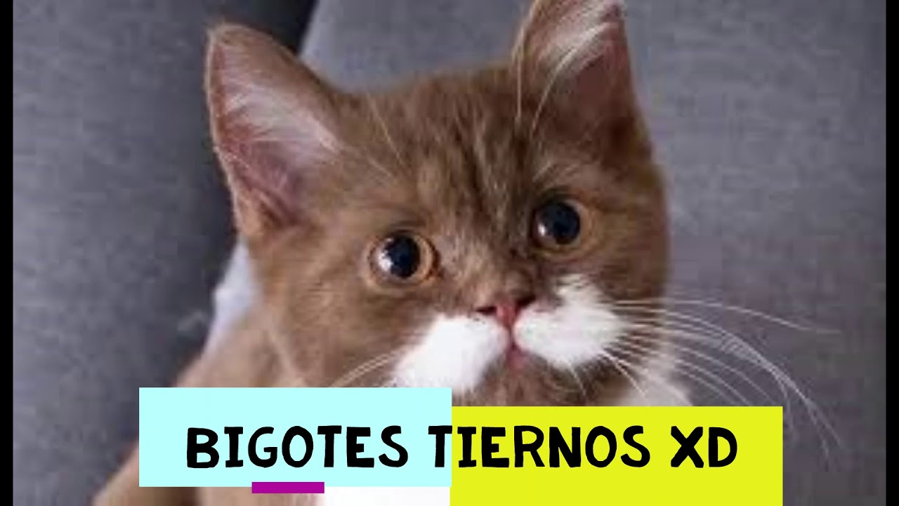 Gatos más tiernos - YouTube