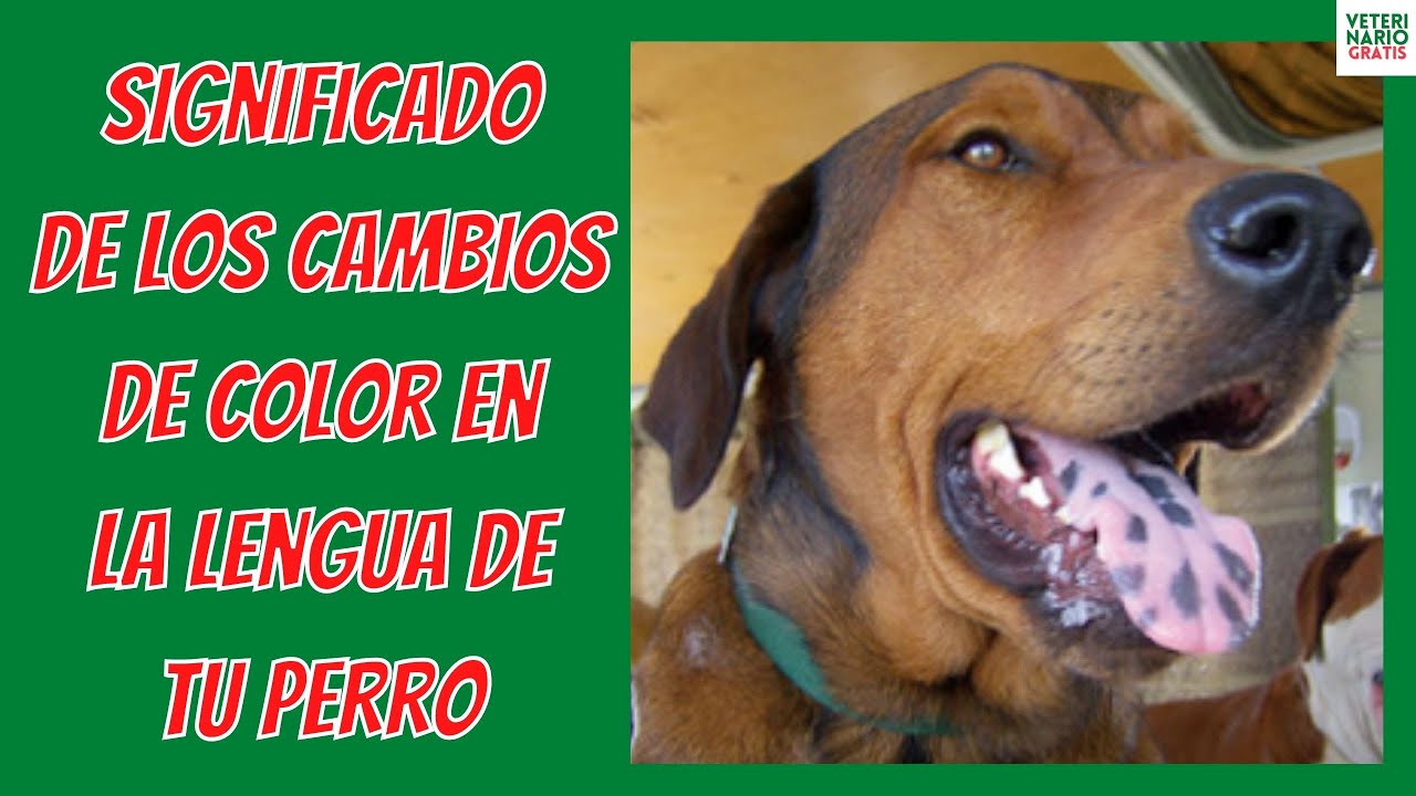 SIGNIFICADO DEL CAMBIO DE COLOR DE LA LENGUA EN PERROS 🐶 AZUL, MORADA ...