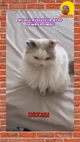 Lucunya kucing @OmWepe #2022inshort - YouTube
