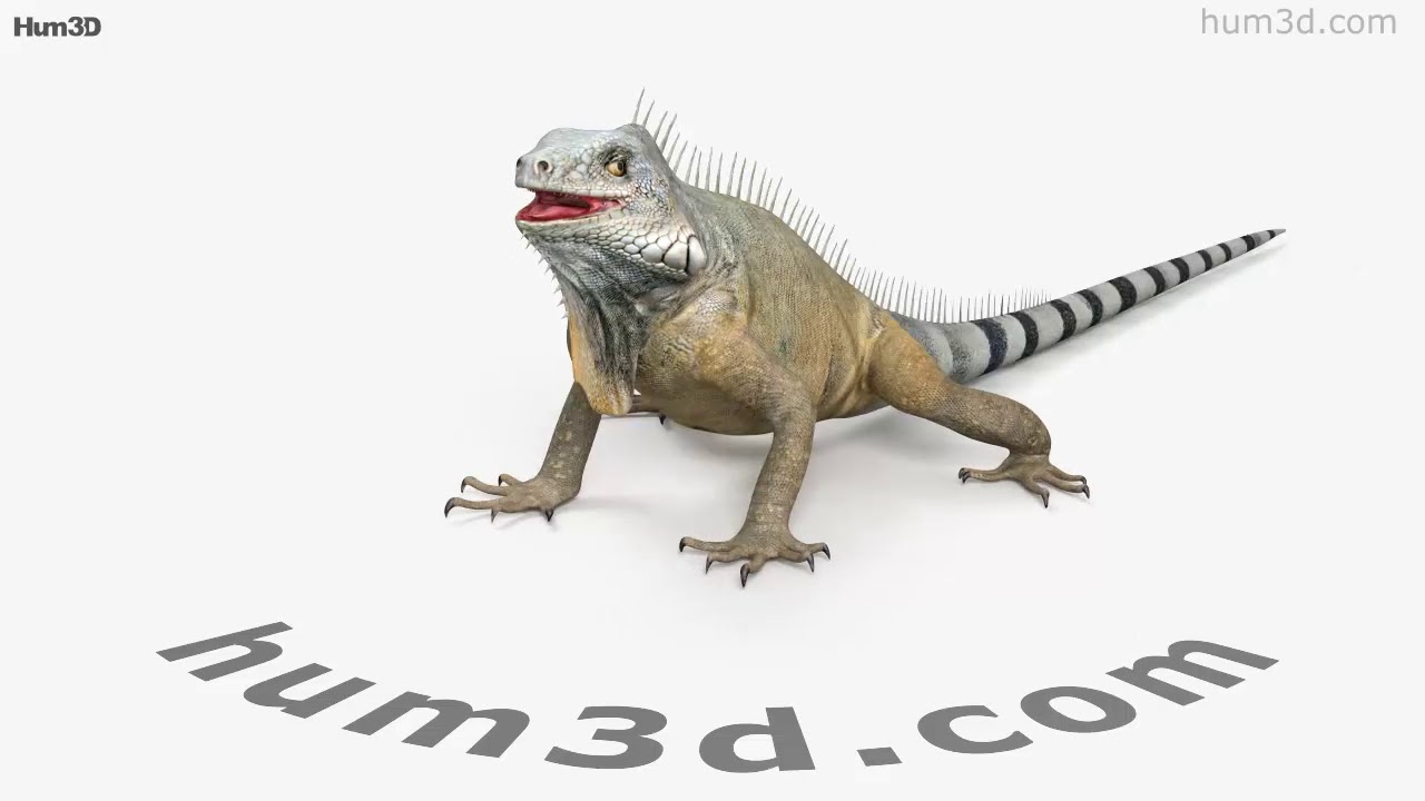 Iguana 3D model by 3DModels.org - YouTube
