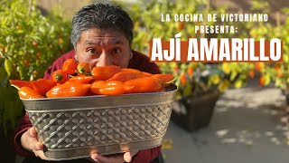 LA COCINA DE VICTORIANO: AJĺ AMARILLO