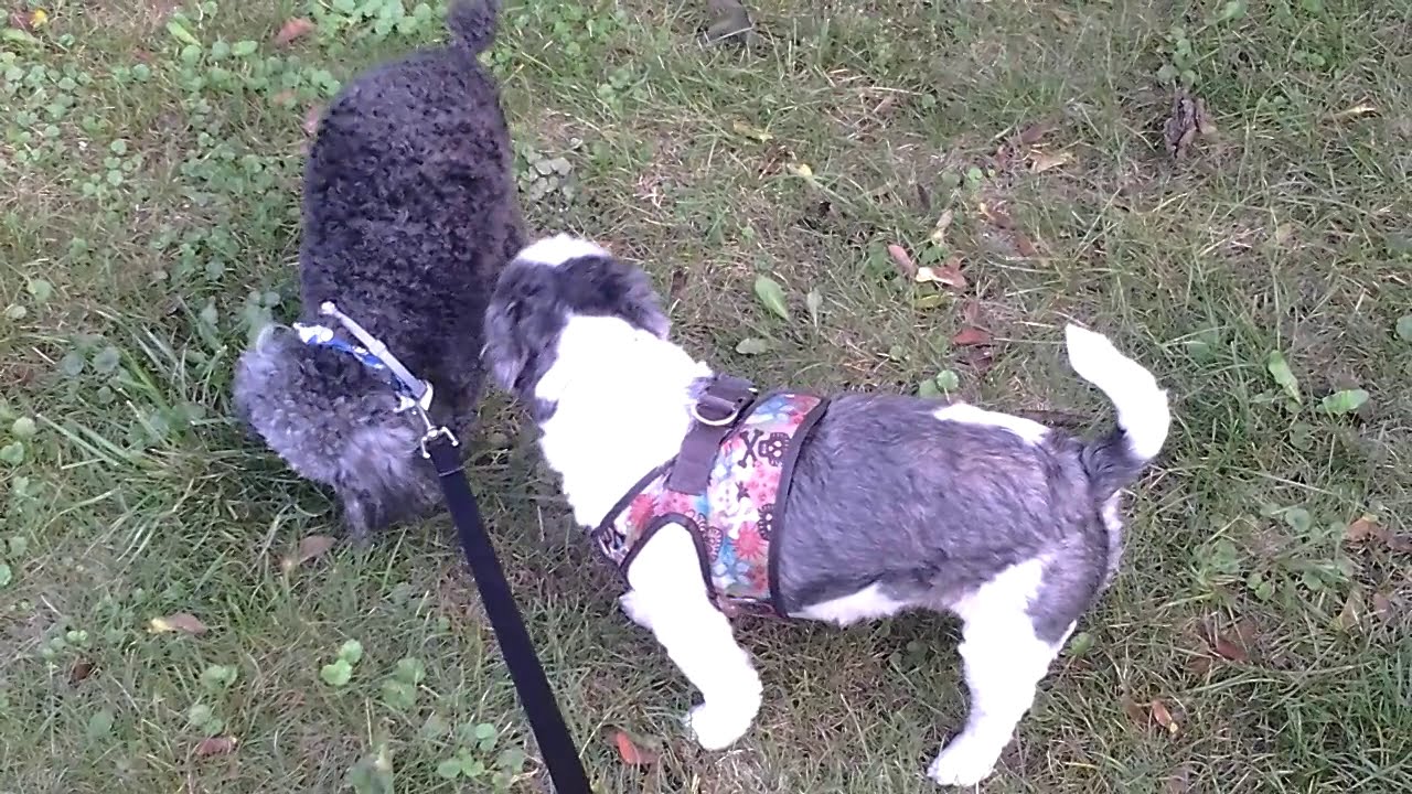 Potty Break. - YouTube