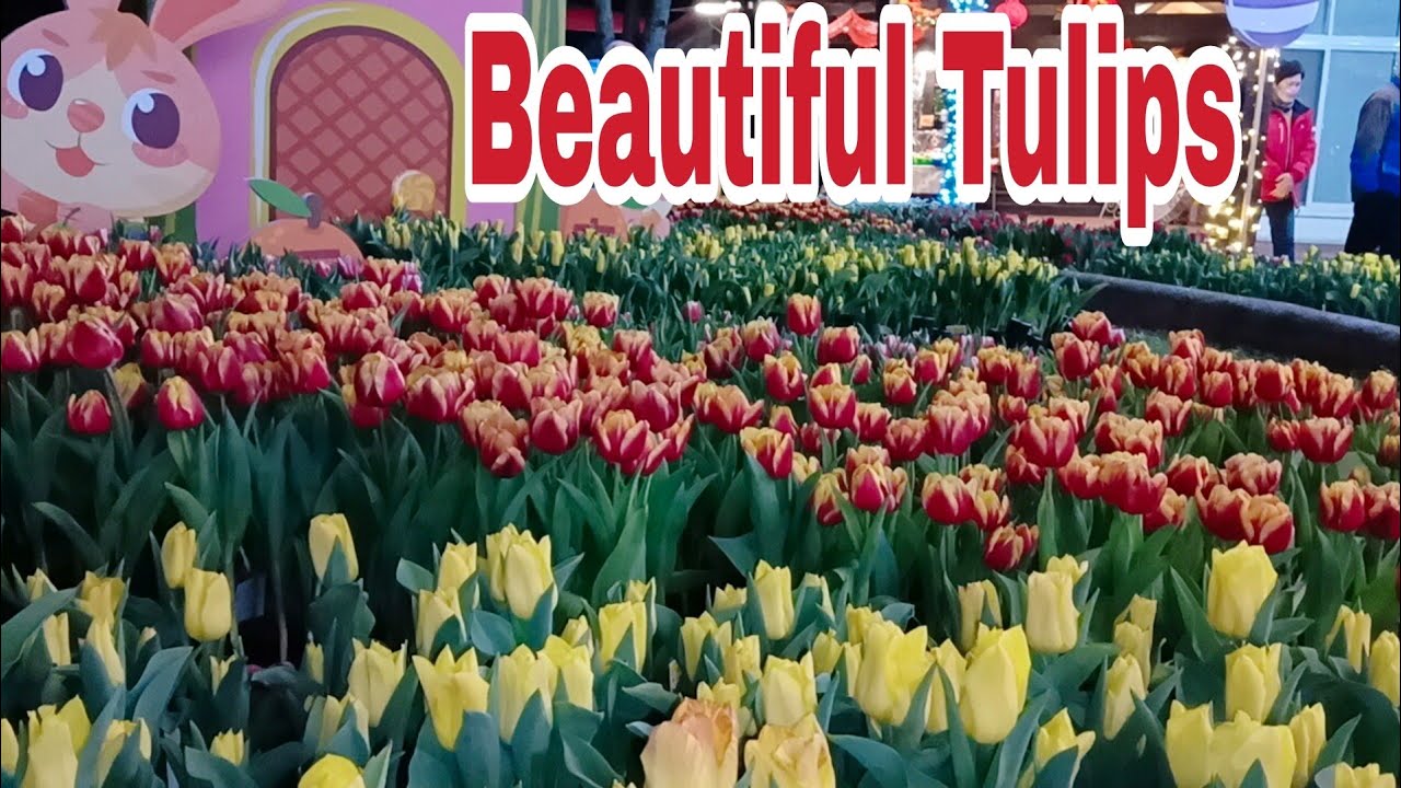 NIGHT WALK LOVELY LIGHTS AND THE BEAUTIFUL TULIPS IN TAICHUNG/TAIWAN ...