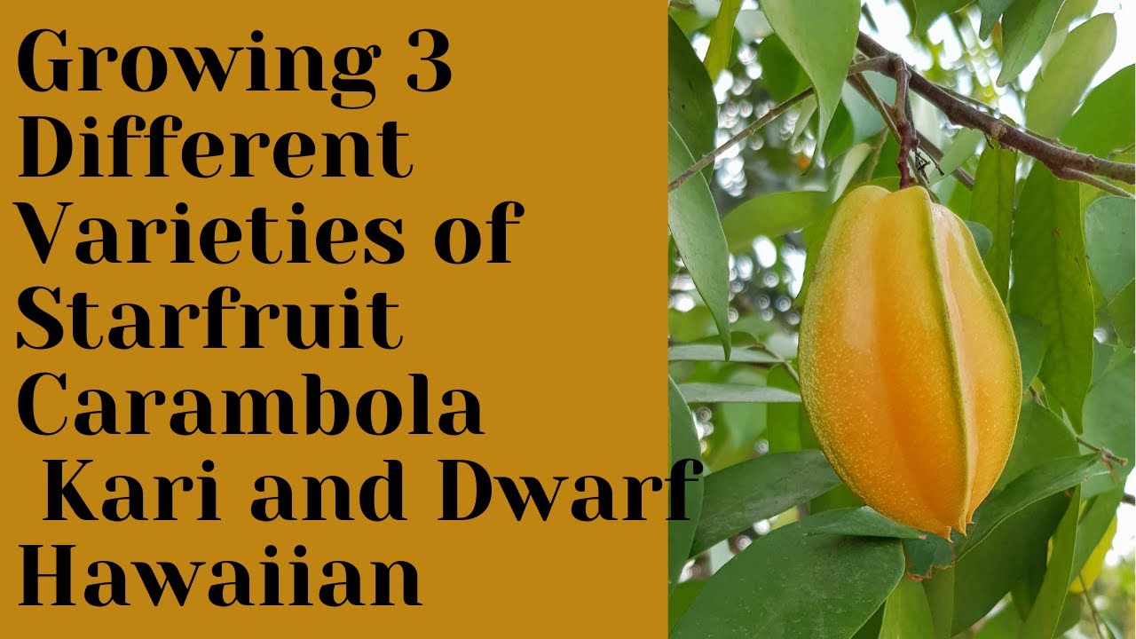 Dwarf Star Fruit Tree