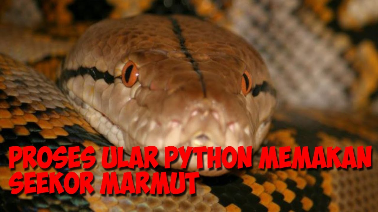 PROSES ULAR PYTHON MEMAKAN MARMUT - YouTube