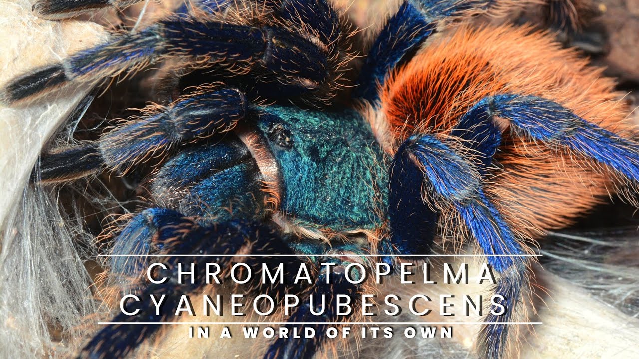 The Fascinating Chromatopelma Cyaneopubescens: Nature's Most Colorful ...